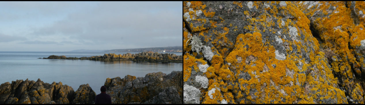 Lichen at Allinge – Forum Box